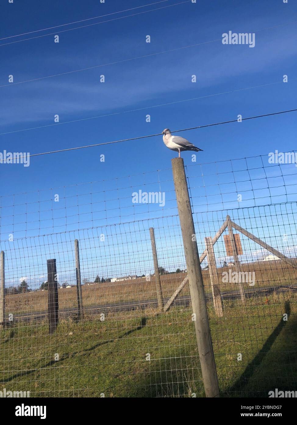 Olympic Gull (Larus glaucescens × occidentalis) Aves Stock Photo - Alamy
