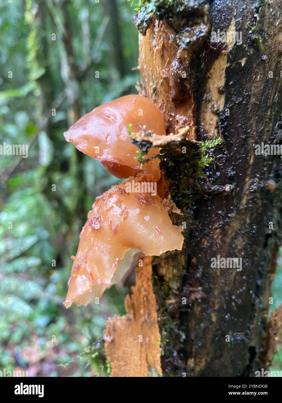 Wood ear fungi (Auricularia) Fungi Stock Photo - Alamy
