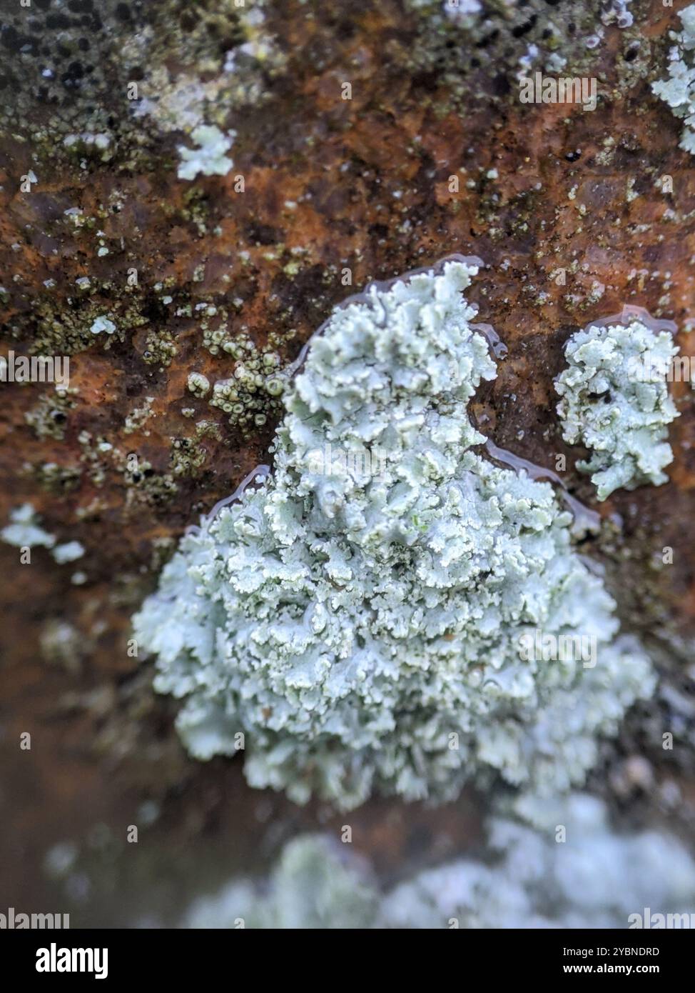 common greenshield lichen (Flavoparmelia caperata) Fungi Stock Photo ...