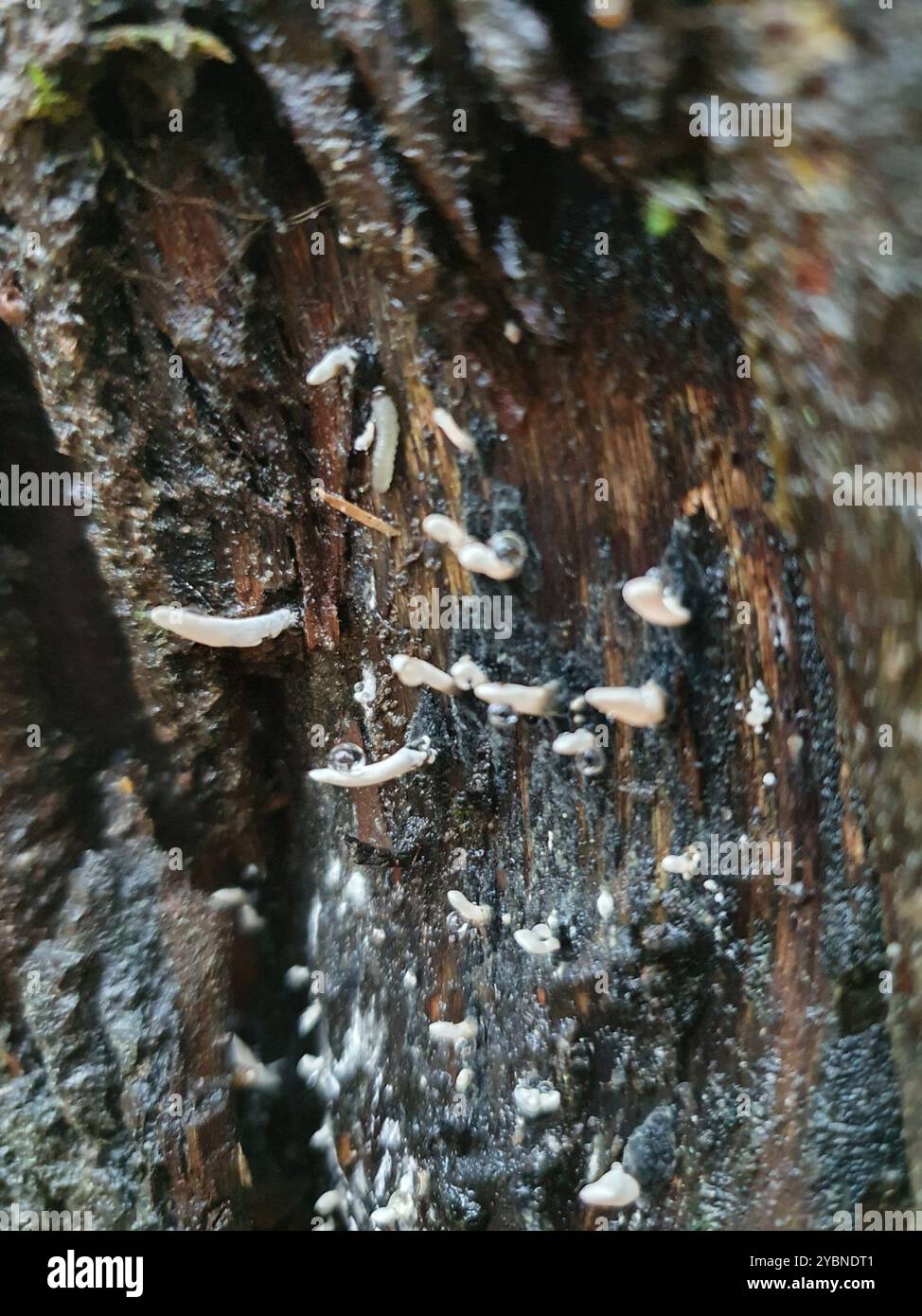 Candlesnuff Fungus (Xylaria hypoxylon) Fungi Stock Photo - Alamy