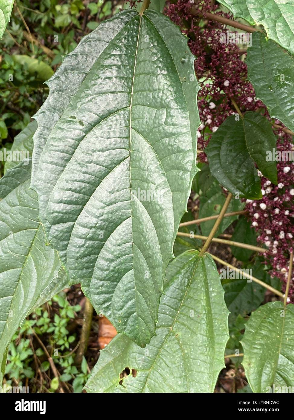 Scratchbush (Urera baccifera) Plantae Stock Photo - Alamy