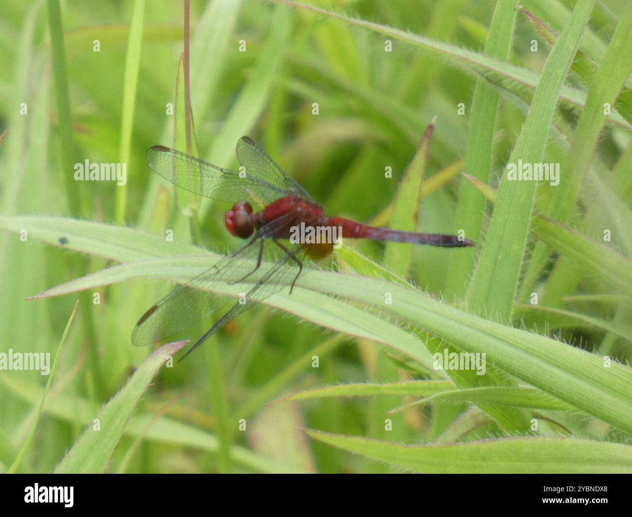 Red-faced Dragonlet (Erythrodiplax fusca) Insecta Stock Photo - Alamy