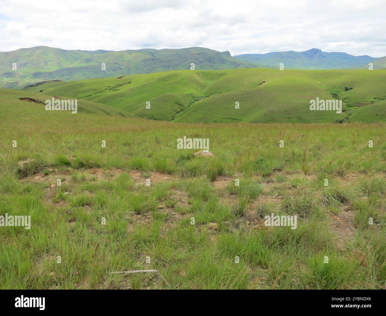 Common Russet Grass (Loudetia simplex) Plantae Stock Photo - Alamy