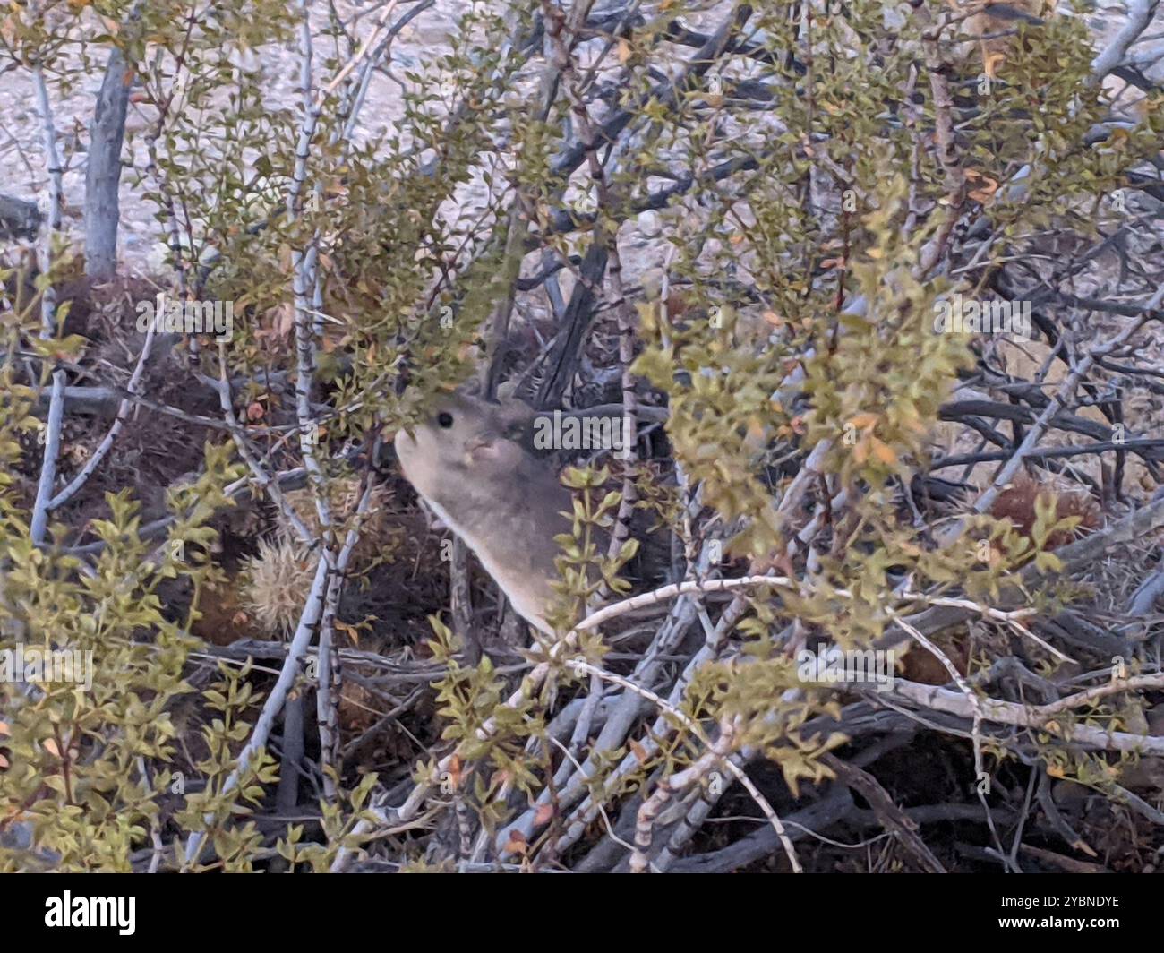 Desert Woodrat (Neotoma lepida) Mammalia Stock Photo - Alamy