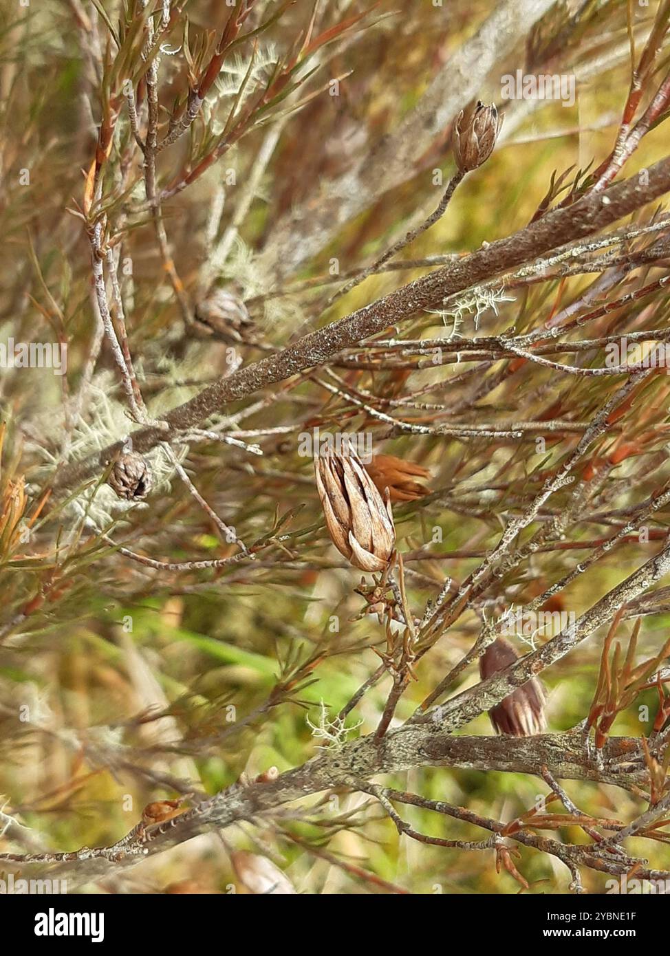 Monoao (Dracophyllum subulatum) Plantae Stock Photo - Alamy