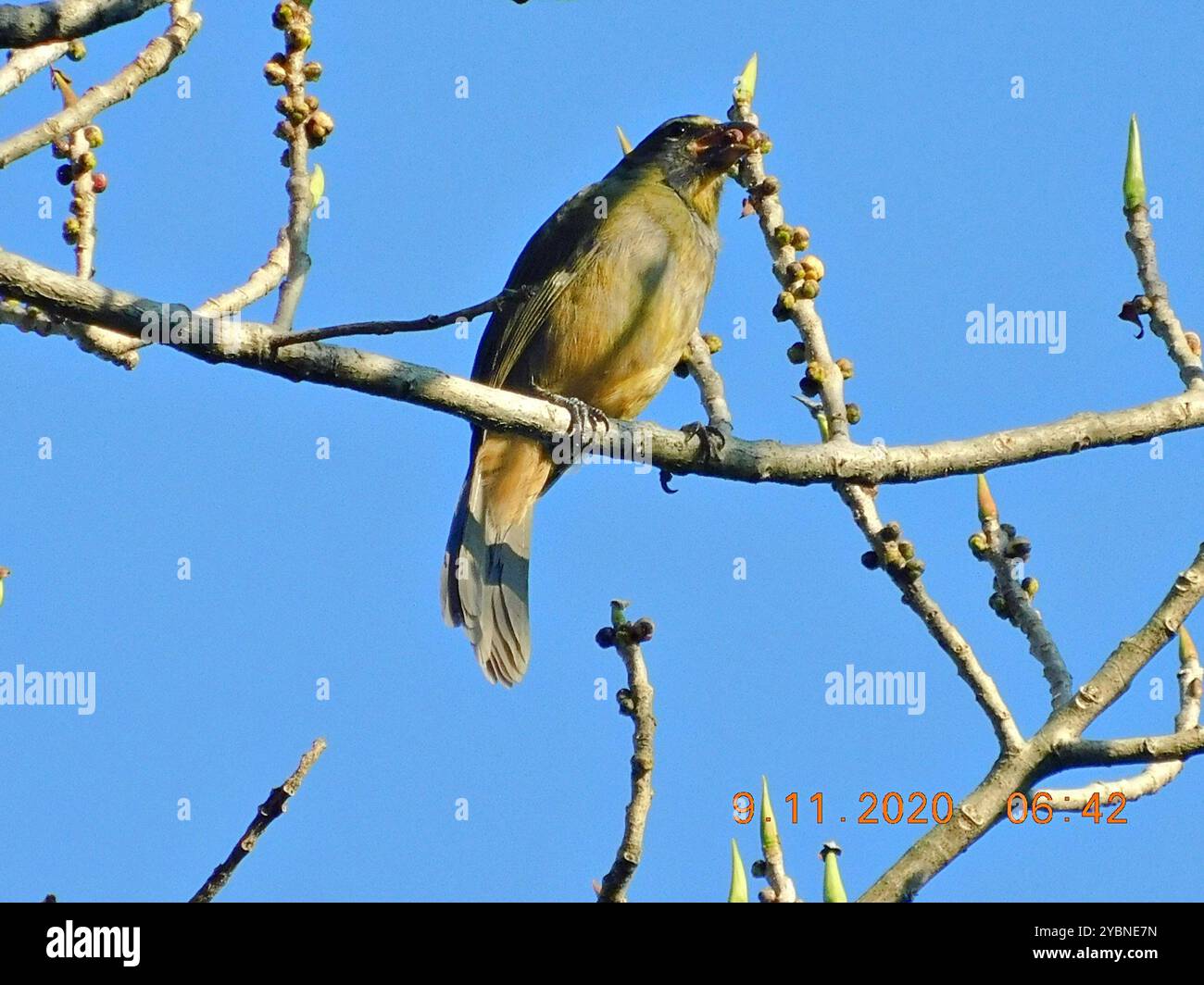 Cinnamon-bellied Saltator (Saltator grandis) Aves Stock Photo - Alamy