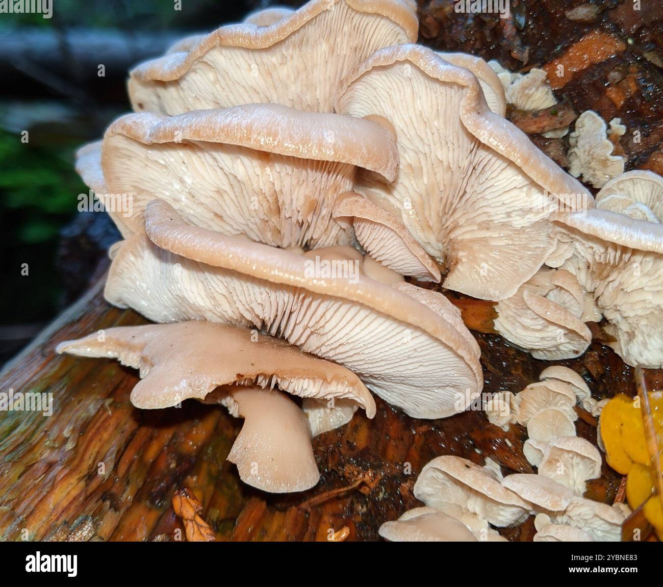 Oyster Mushroom (Pleurotus ostreatus) Fungi Stock Photo - Alamy
