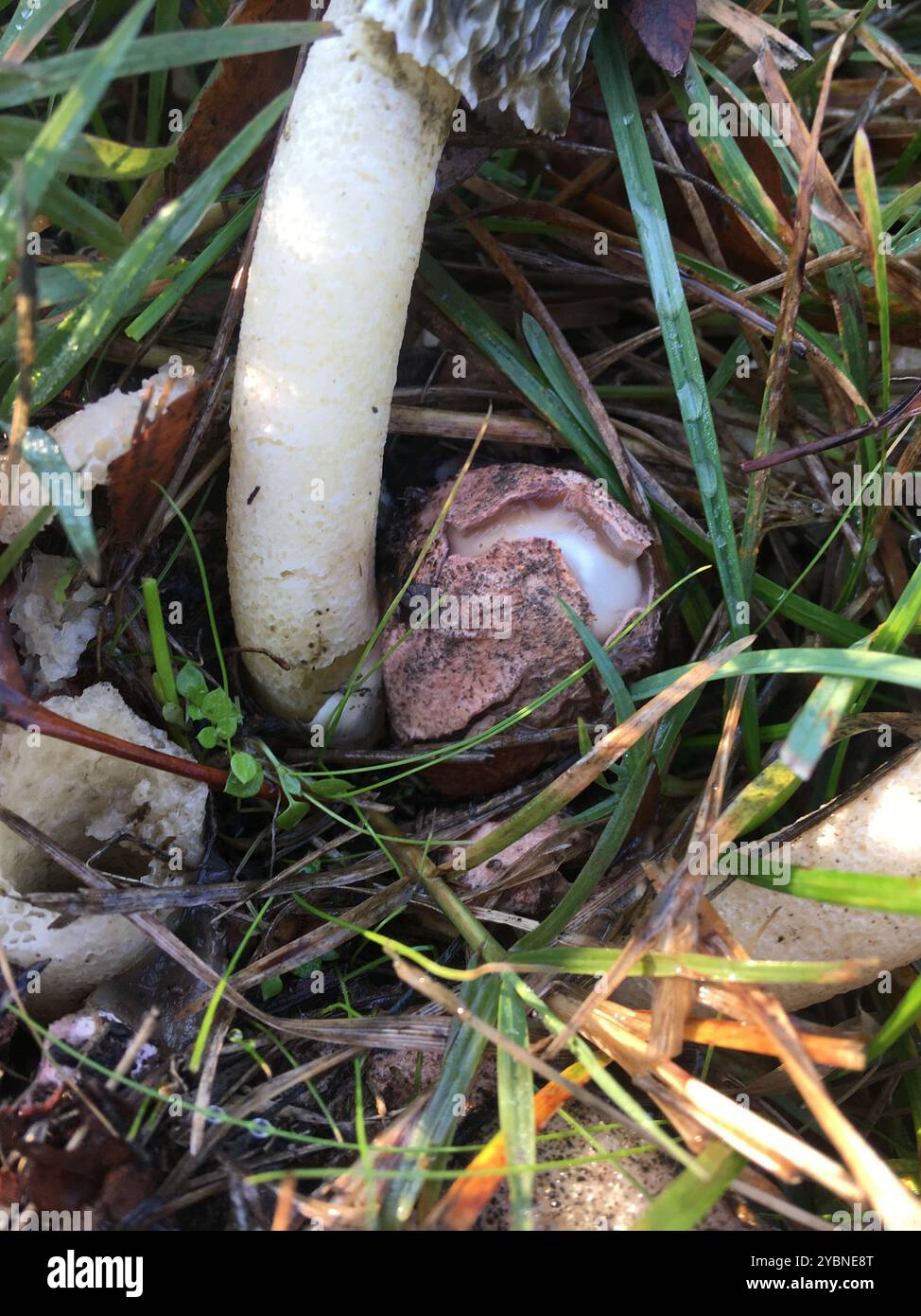 dune stinkhorn (Phallus hadriani) Fungi Stock Photo - Alamy