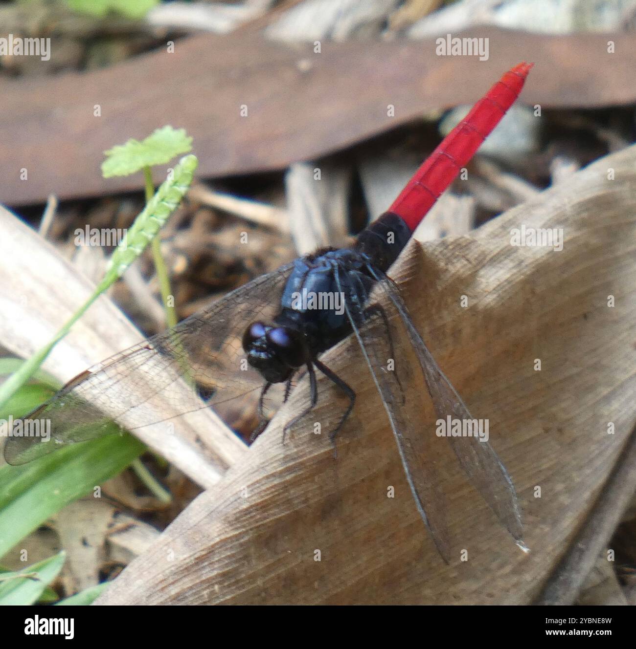 Flame-tailed Pondhawk (Erythemis peruviana) Insecta Stock Photo - Alamy