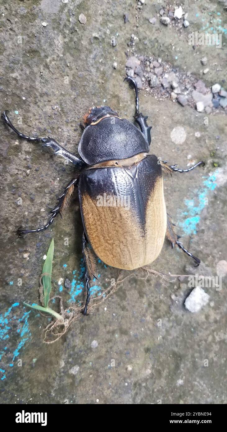 Elephant Beetle (Megasoma elephas) Insecta Stock Photo - Alamy