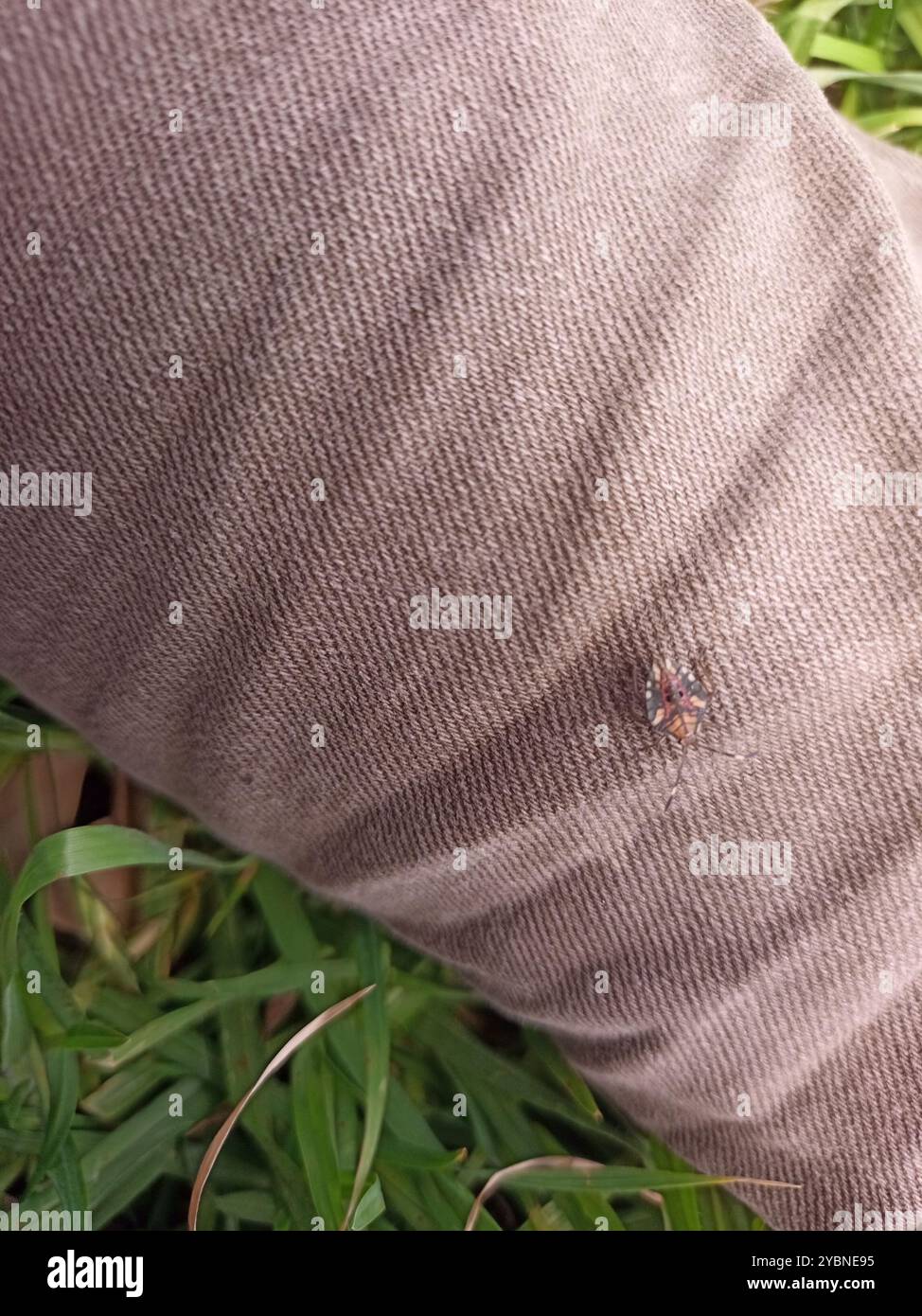 Lychee Stink Bug (Lyramorpha rosea) Insecta Stock Photo - Alamy