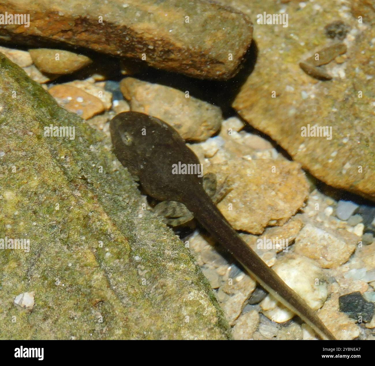 Italian Stream Frog (Rana italica) Amphibia Stock Photo - Alamy