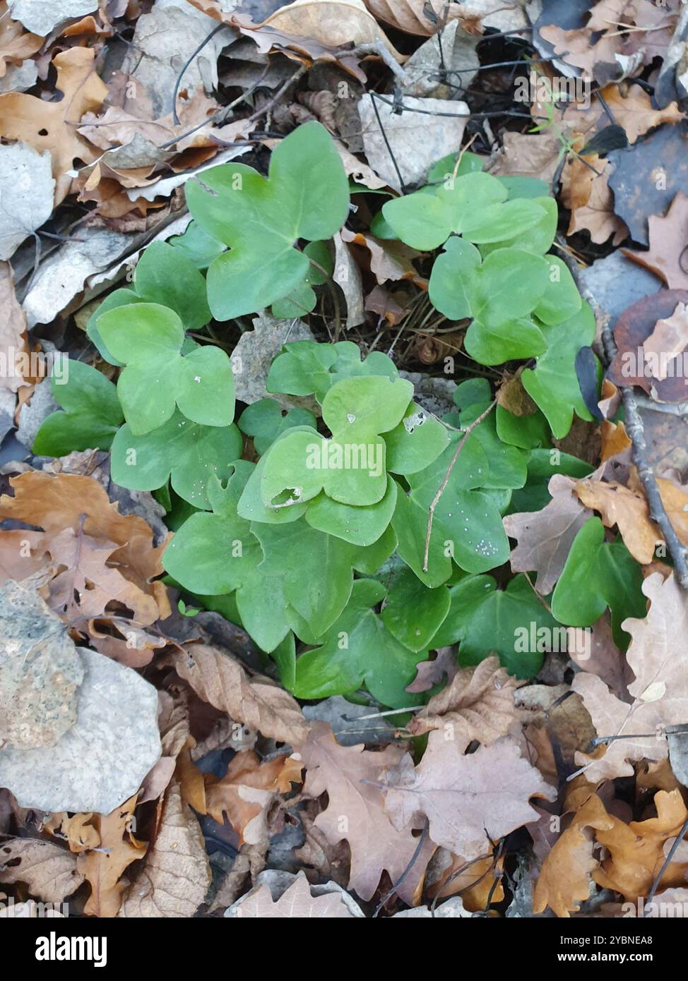 Liverleaf (Hepatica nobilis) Plantae Stock Photo - Alamy
