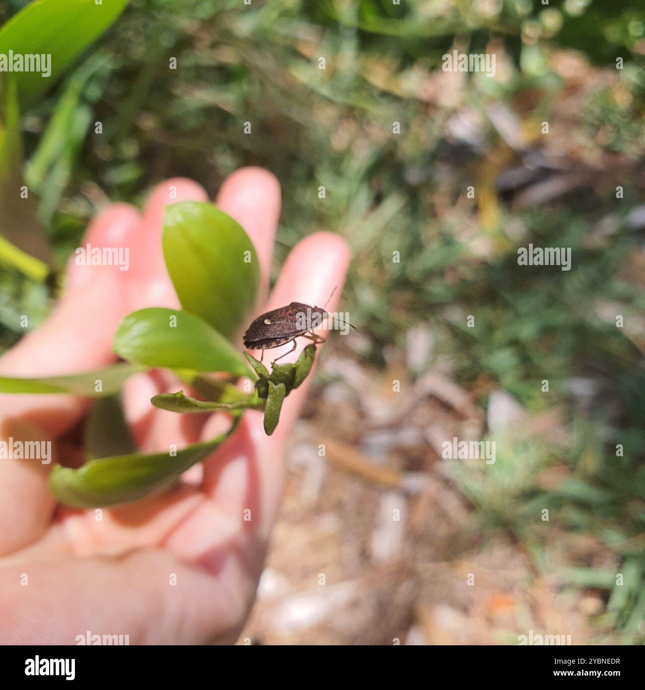 Inconspicuus hi-res stock photography and images - Alamy