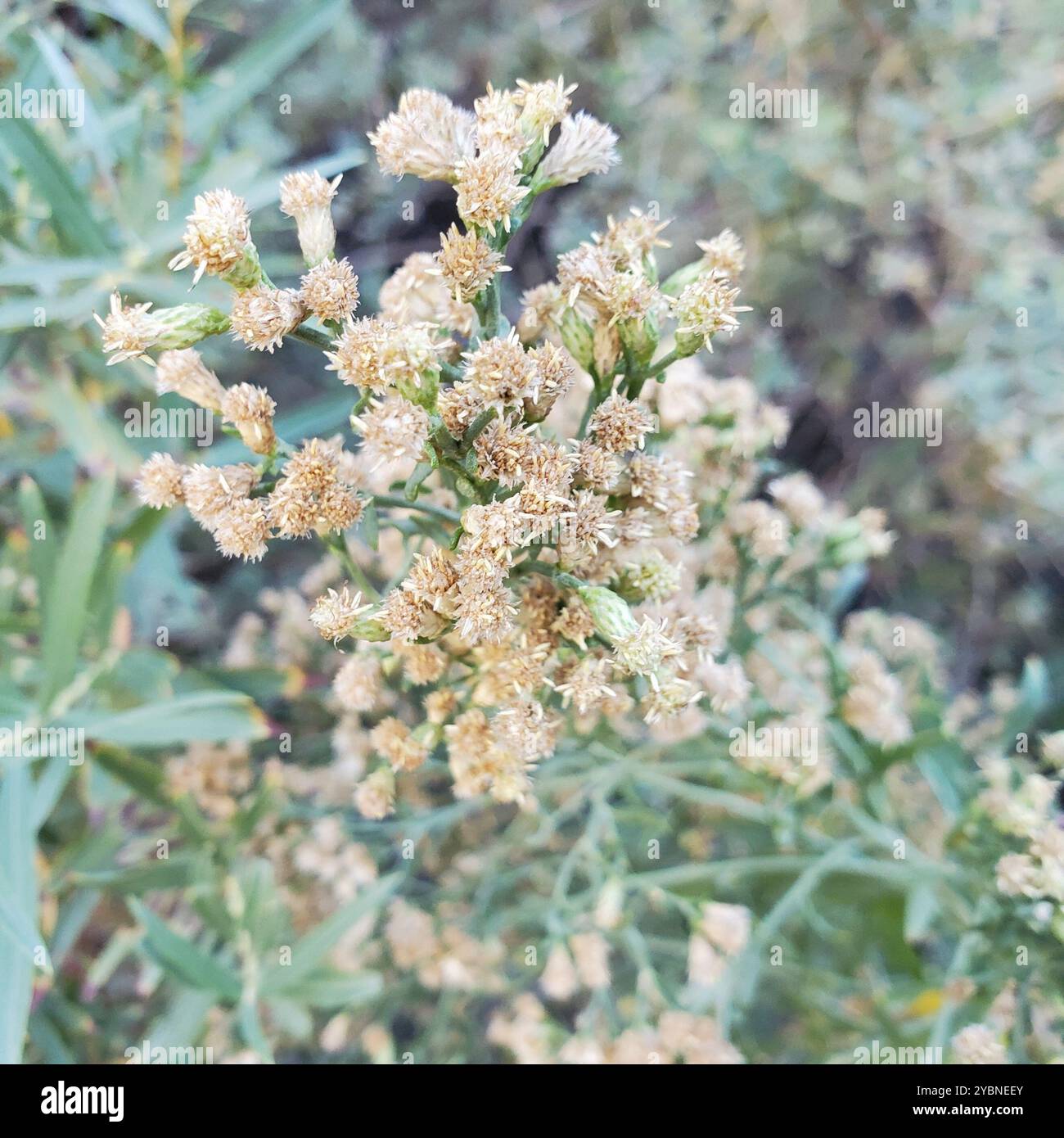 willow baccharis (Baccharis salicina) Plantae Stock Photo - Alamy
