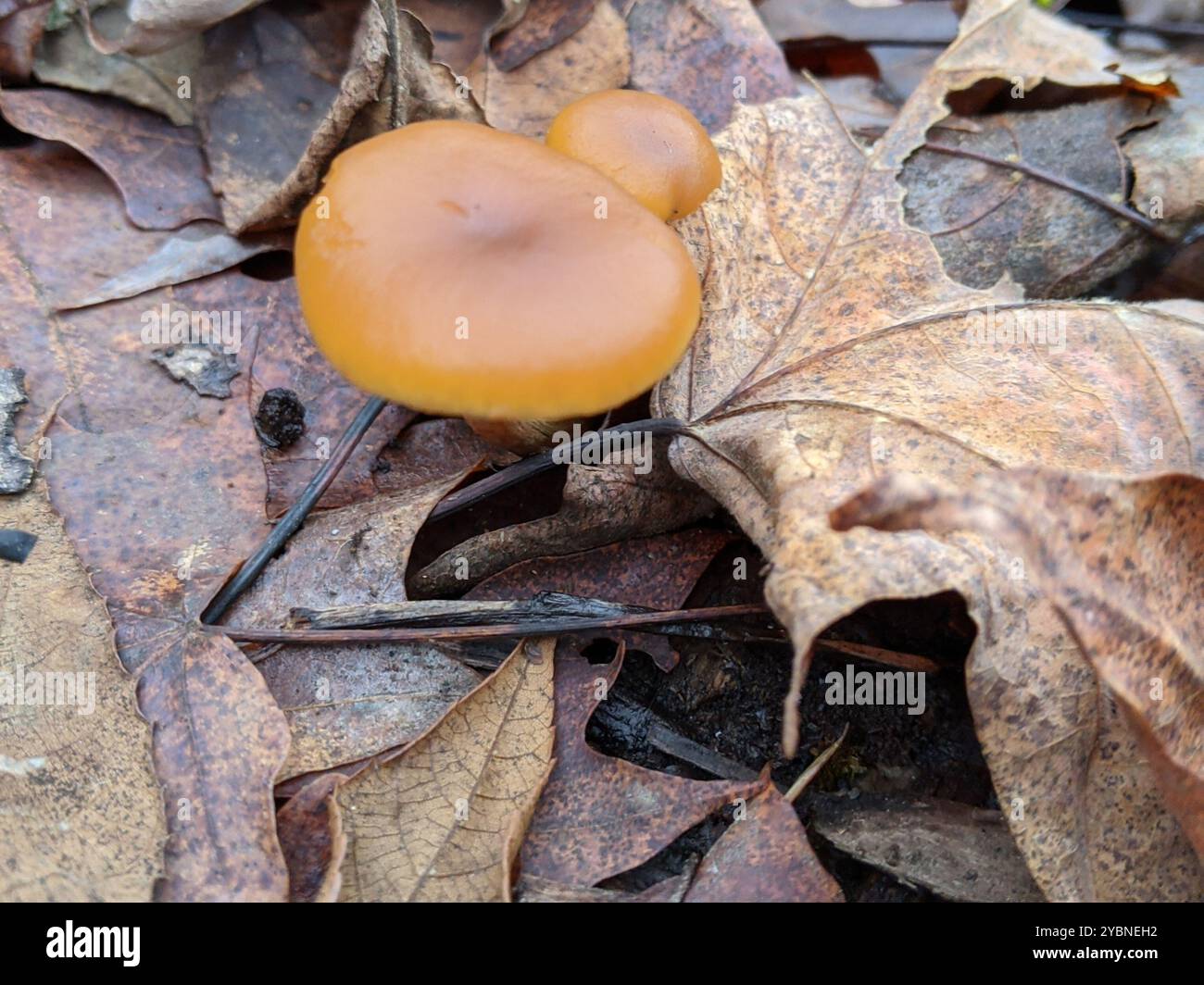 Moss Bells (Galerina) Fungi Stock Photo - Alamy