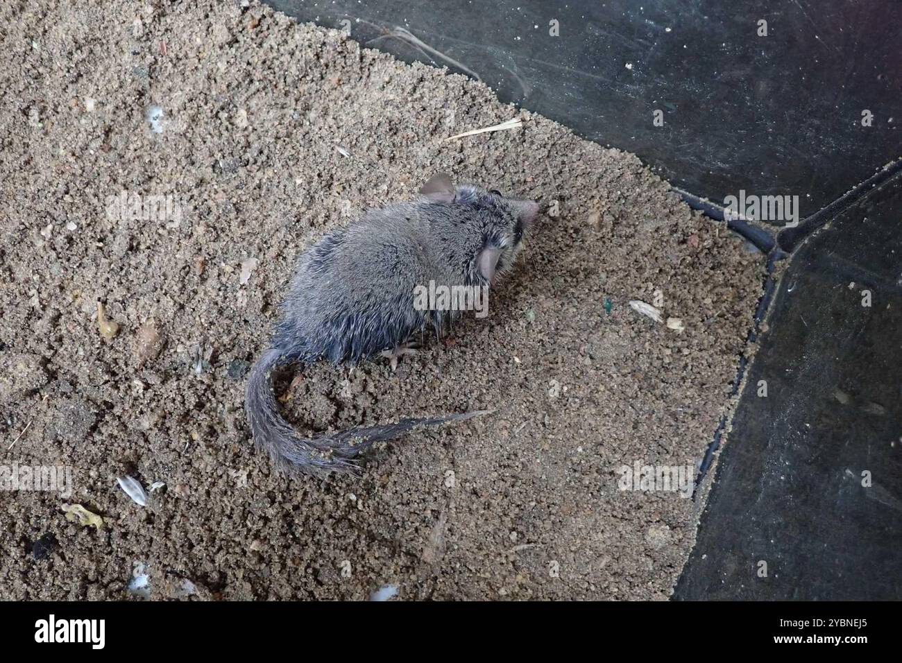 Woodland Dormouse (Graphiurus murinus) Mammalia Stock Photo - Alamy