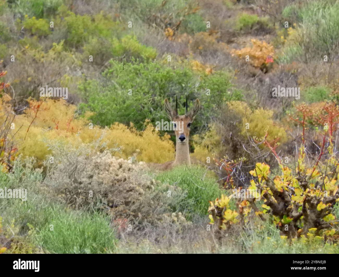 Rhebok hi-res stock photography and images - Alamy