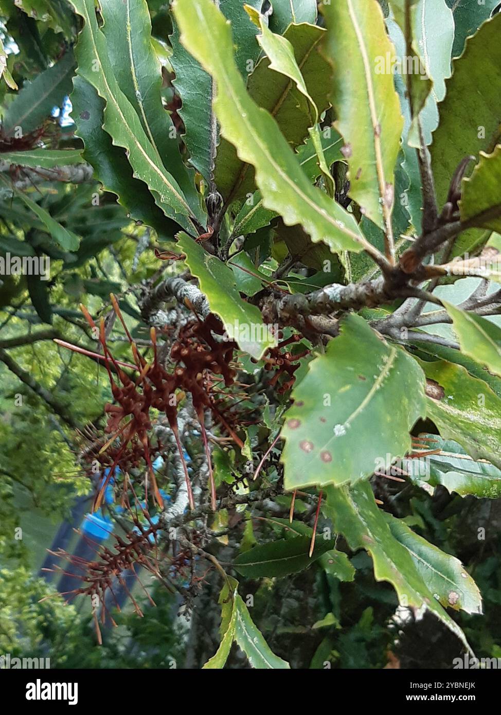 Rewarewa (Knightia excelsa) Plantae Stock Photo - Alamy