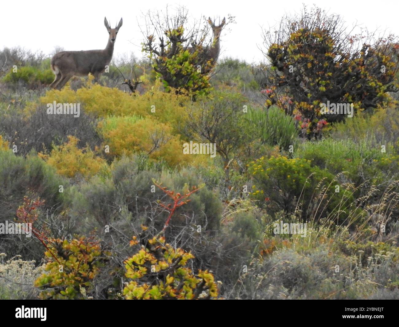 Grey Rhebok (Pelea capreolus) Mammalia Stock Photo - Alamy