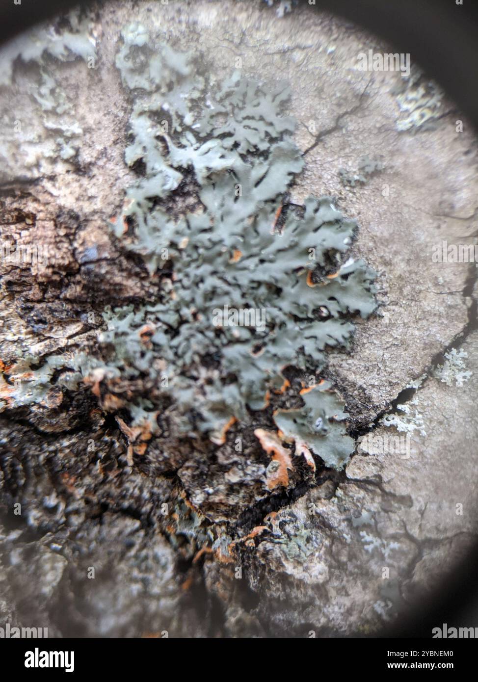 Orange-cored Shadow Lichen (Phaeophyscia rubropulchra) Fungi Stock Photo - Alamy