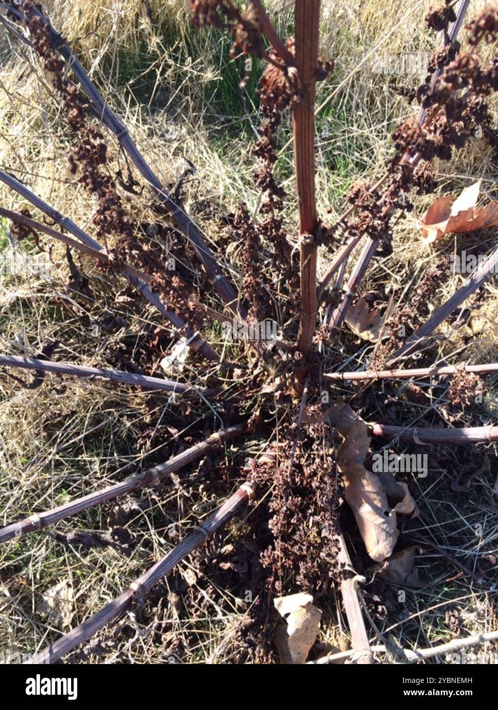 fiddle dock (Rumex pulcher) Plantae Stock Photo - Alamy