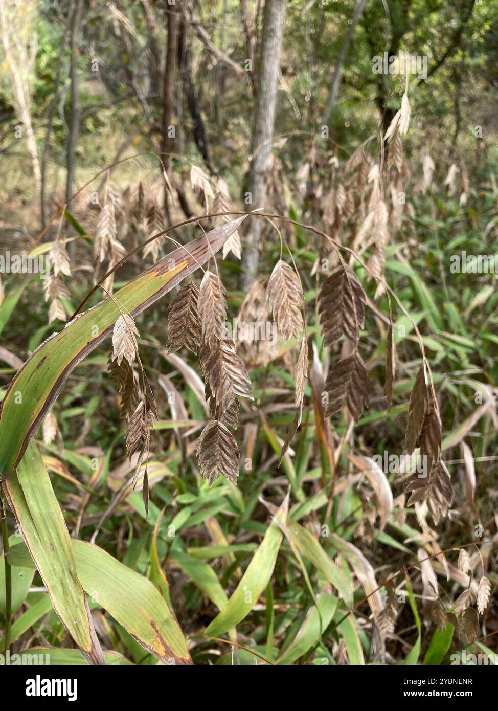inland wood oats (Chasmanthium latifolium) Plantae Stock Photo - Alamy
