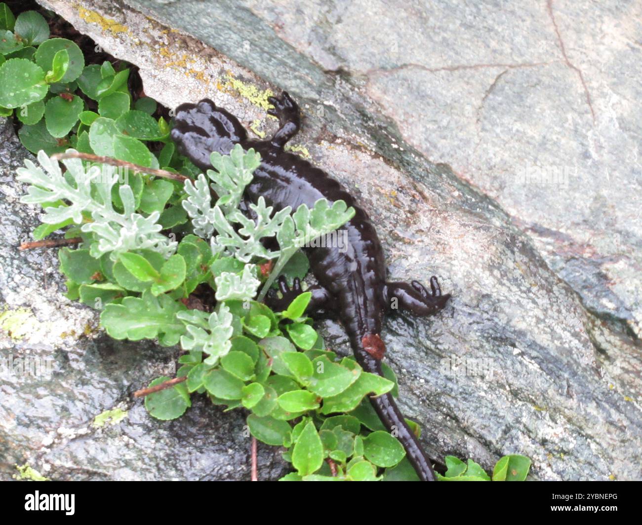 Lanzas salamandra hi-res stock photography and images - Alamy