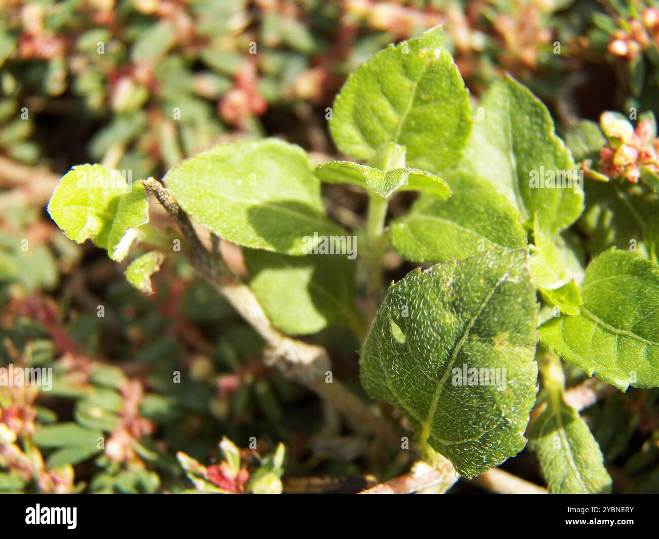 straggler daisy (Calyptocarpus vialis) Plantae Stock Photo - Alamy