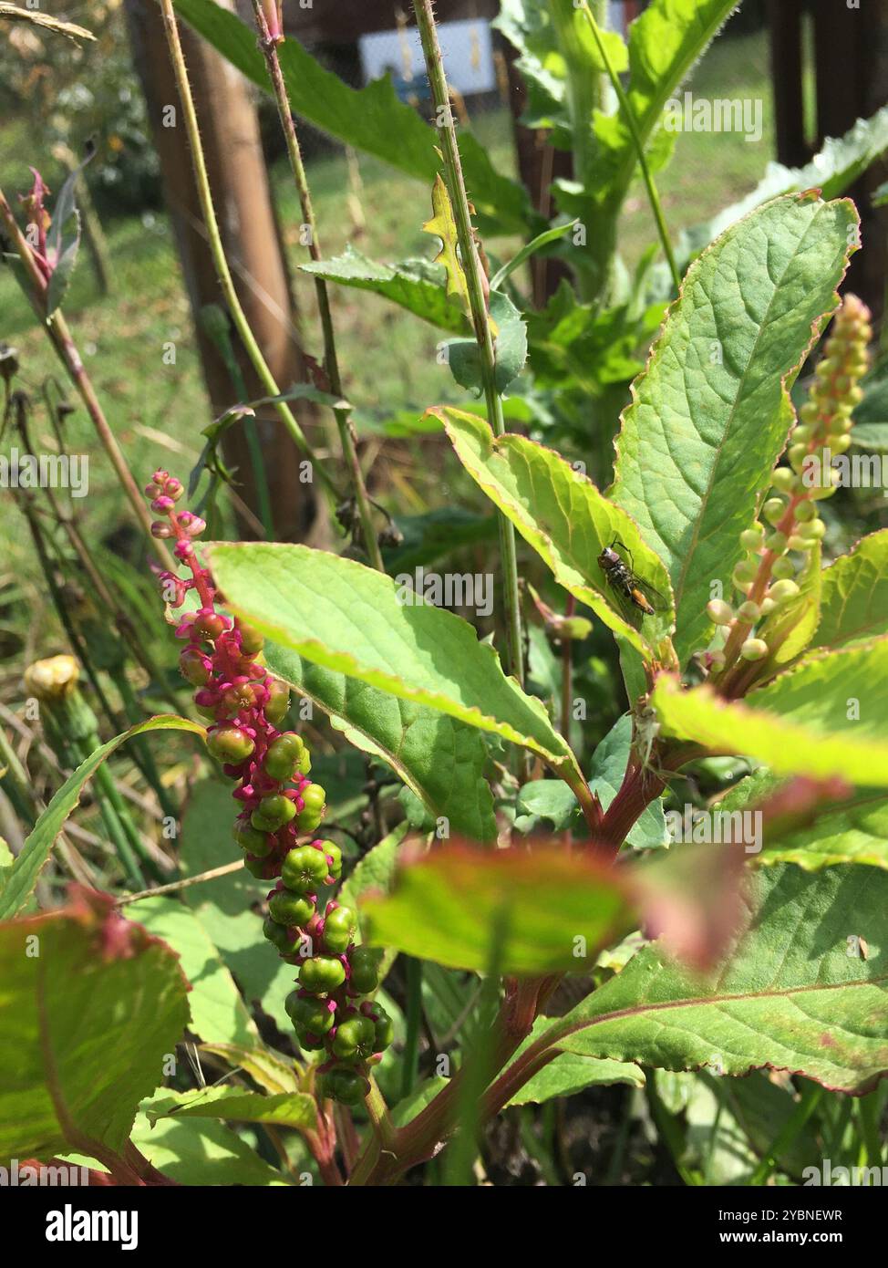 Inkweed (Phytolacca octandra) Plantae Stock Photo - Alamy