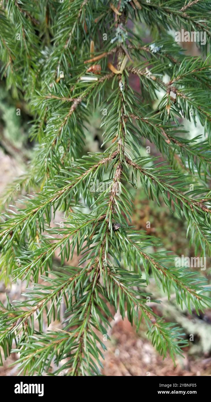 red spruce (Picea rubens) Plantae Stock Photo - Alamy