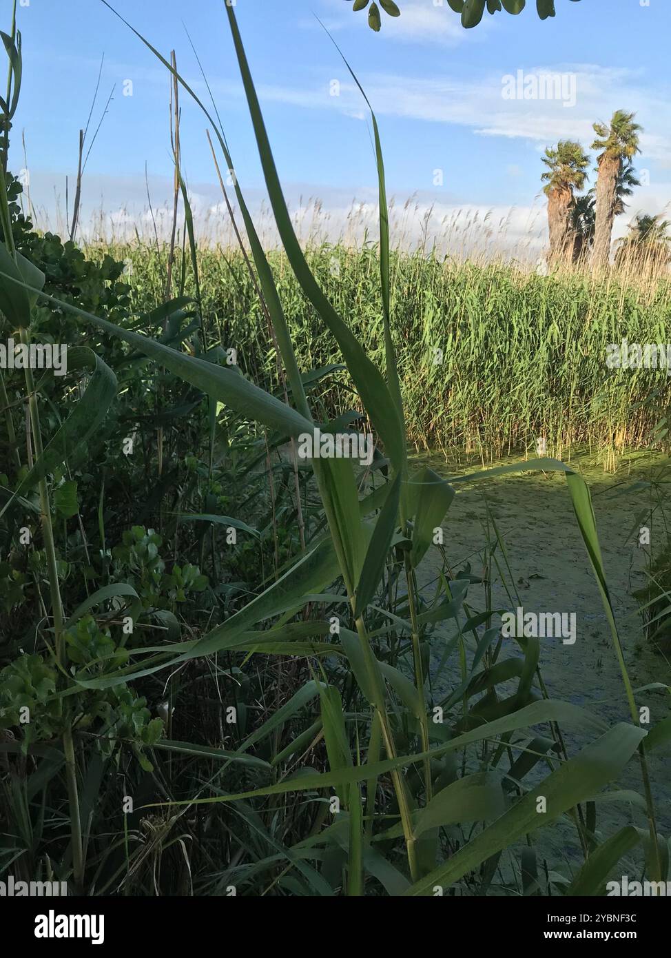 European reed (Phragmites australis australis) Plantae Stock Photo - Alamy