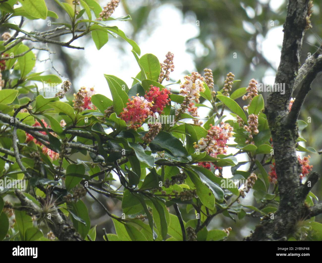 vascular plants (Tracheophyta) Plantae Stock Photo - Alamy