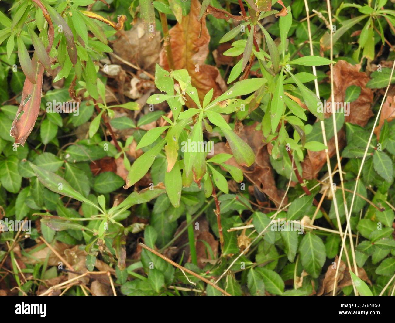 dicots (Magnoliopsida) Plantae Stock Photo - Alamy