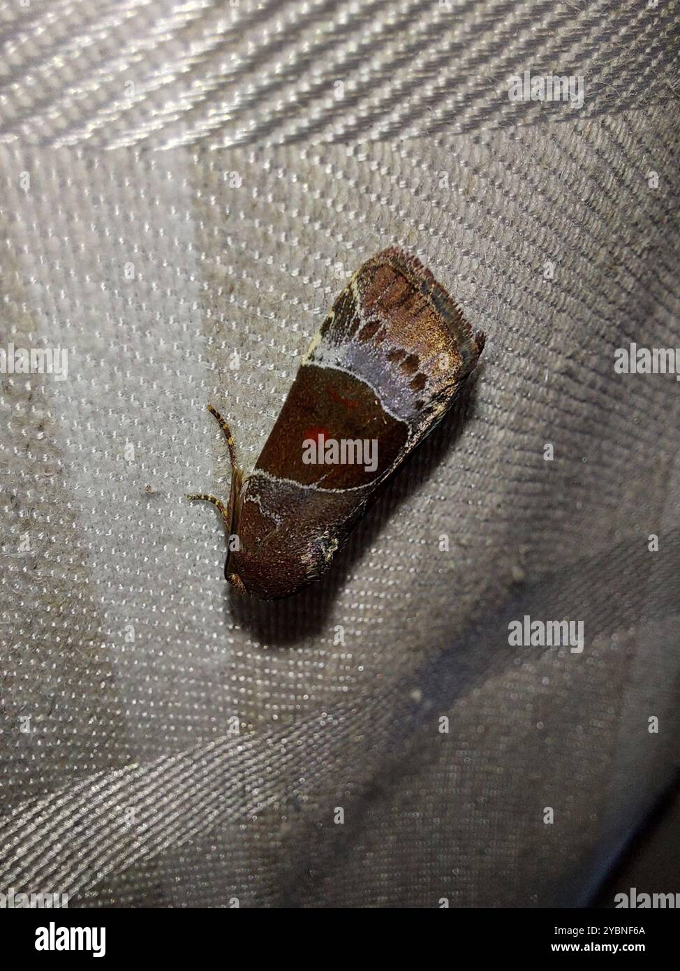 Mastoides hi-res stock photography and images - Alamy