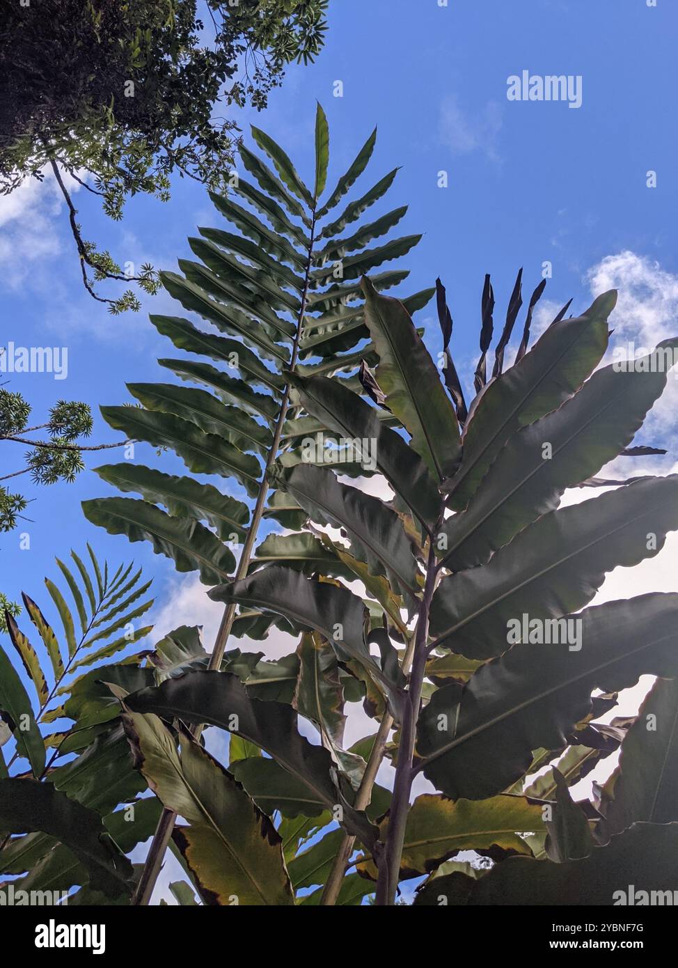 plants (Plantae) Plantae Stock Photo - Alamy