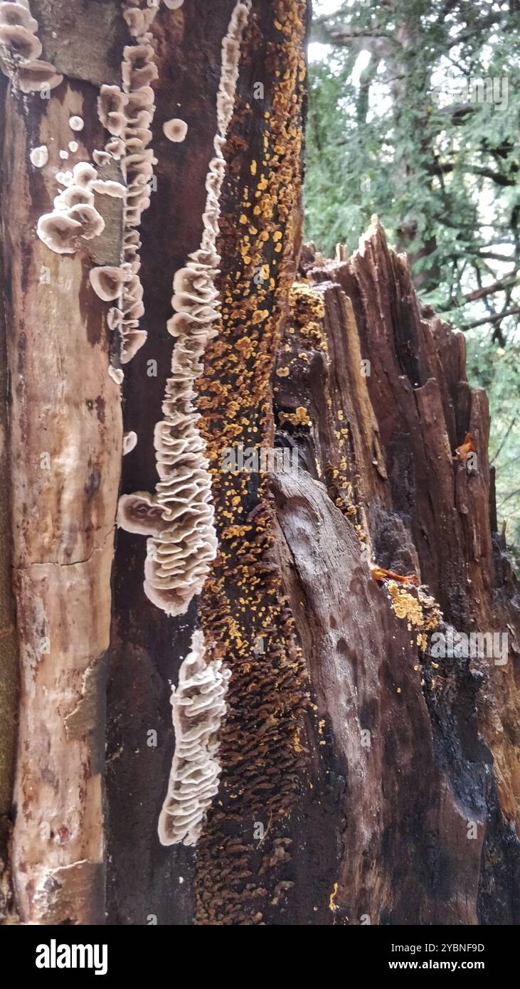Smoky polypore (Bjerkandera adusta) Fungi Stock Photo - Alamy