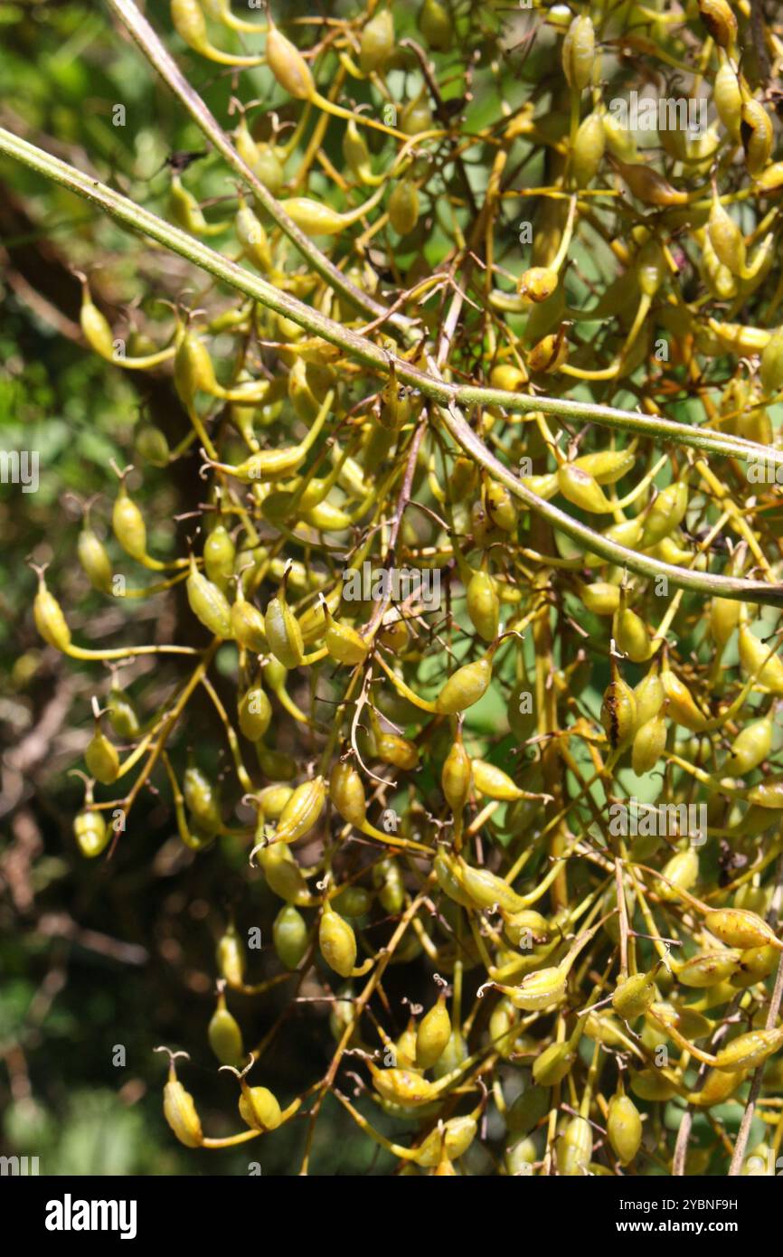 Parrotweed (Bocconia frutescens) Plantae Stock Photo - Alamy