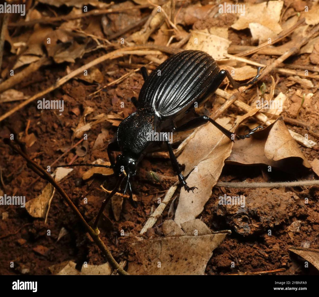 Peaceful giant ground beetles (Tefflus) Insecta Stock Photo - Alamy
