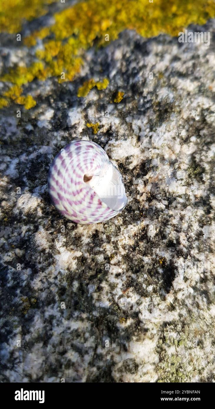 Purple Topshell (Steromphala umbilicalis) Mollusca Stock Photo - Alamy