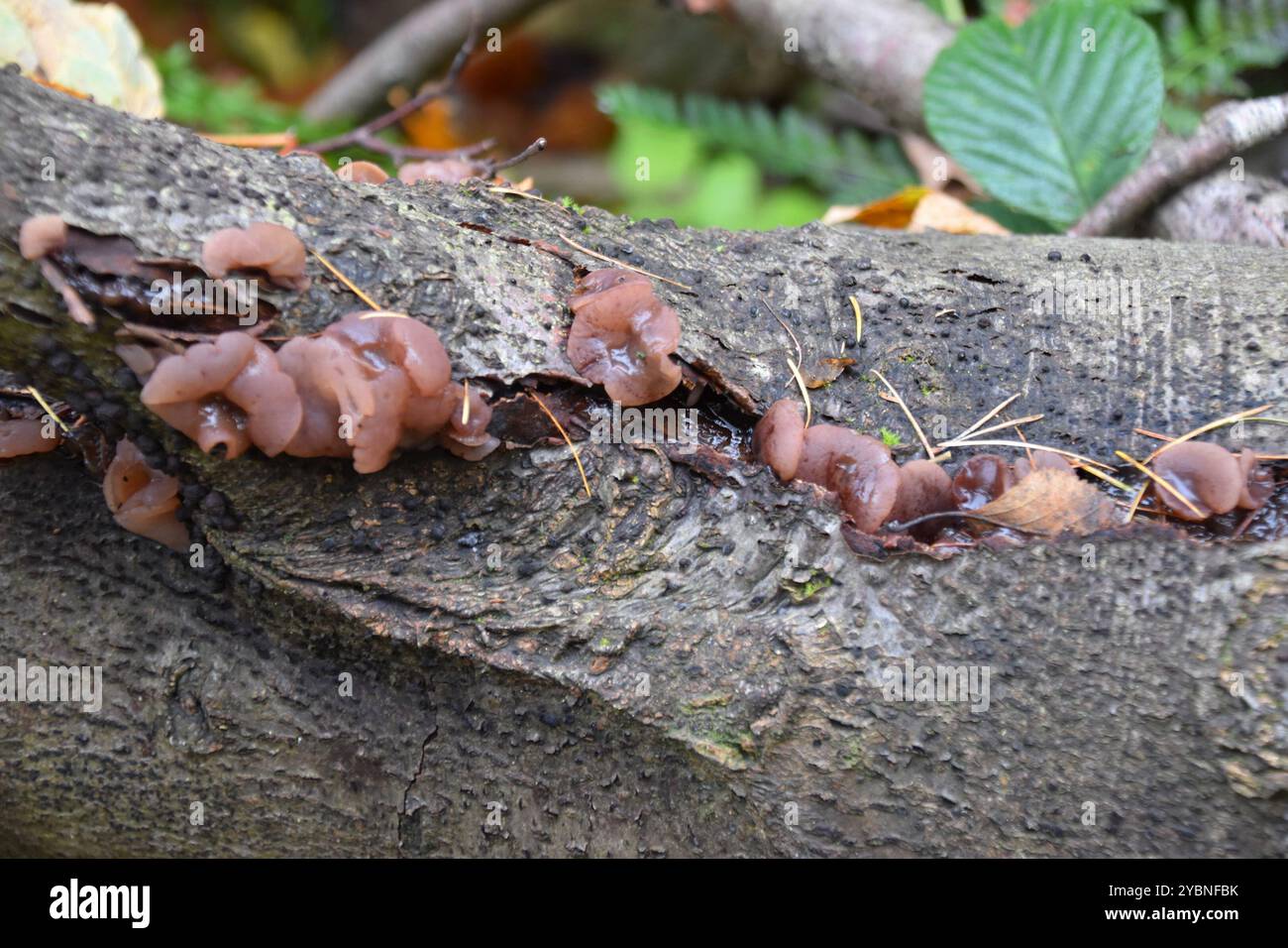 Beech jelly disc hi-res stock photography and images - Alamy