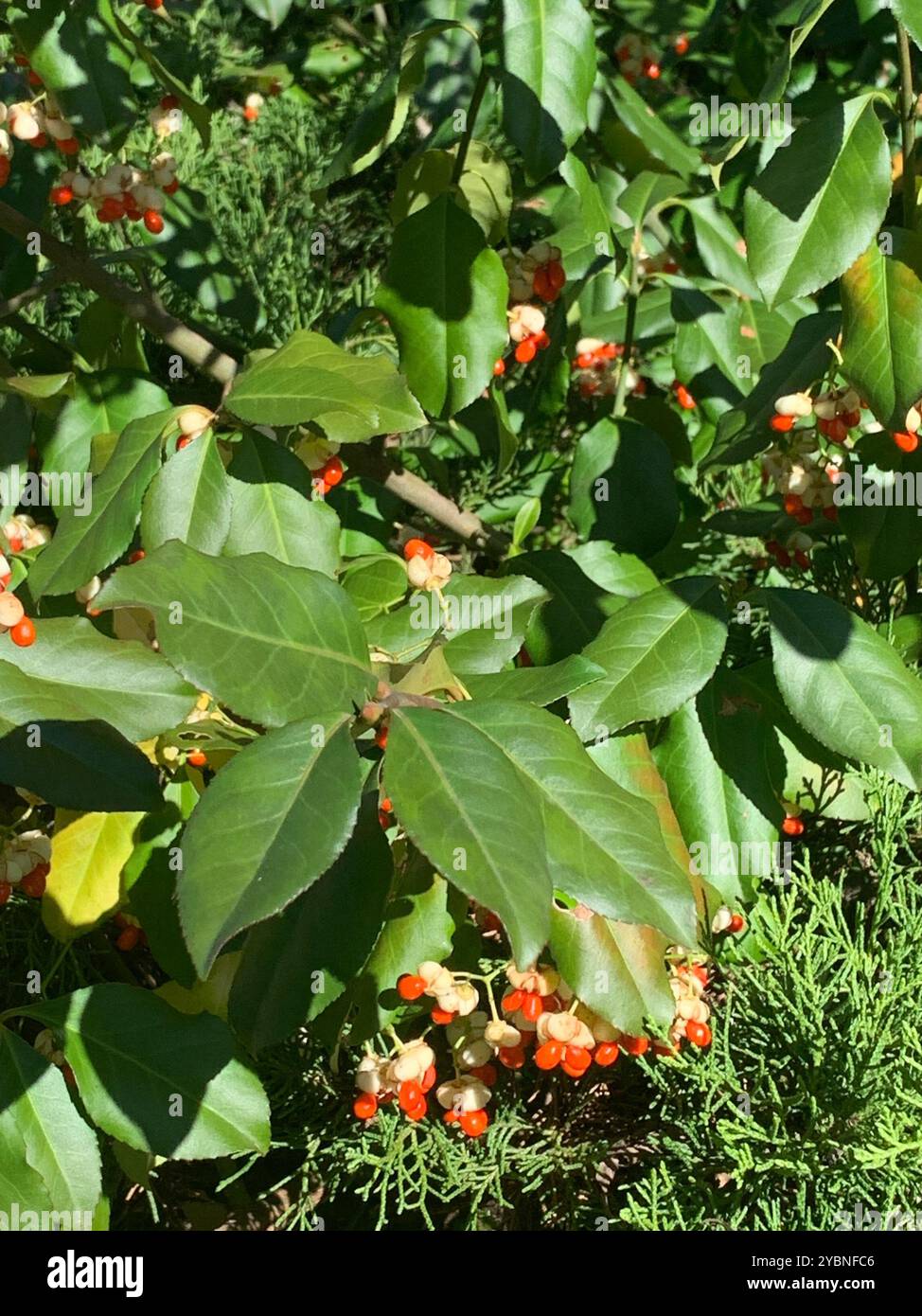 fortune's spindle (Euonymus fortunei) Plantae Stock Photo - Alamy