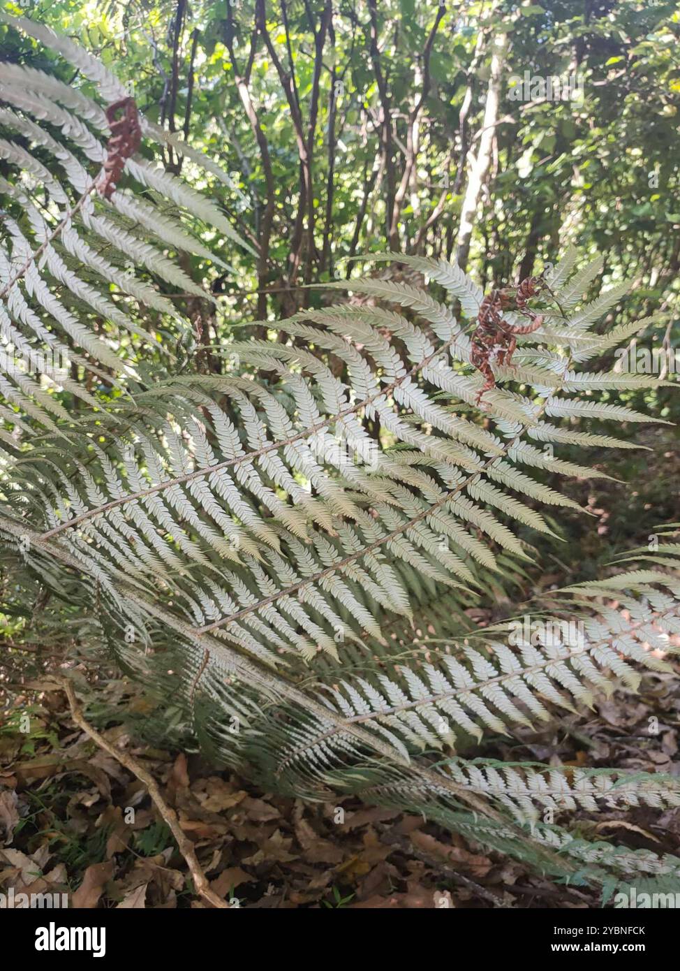 silver fern (Cyathea dealbata) Plantae Stock Photo - Alamy