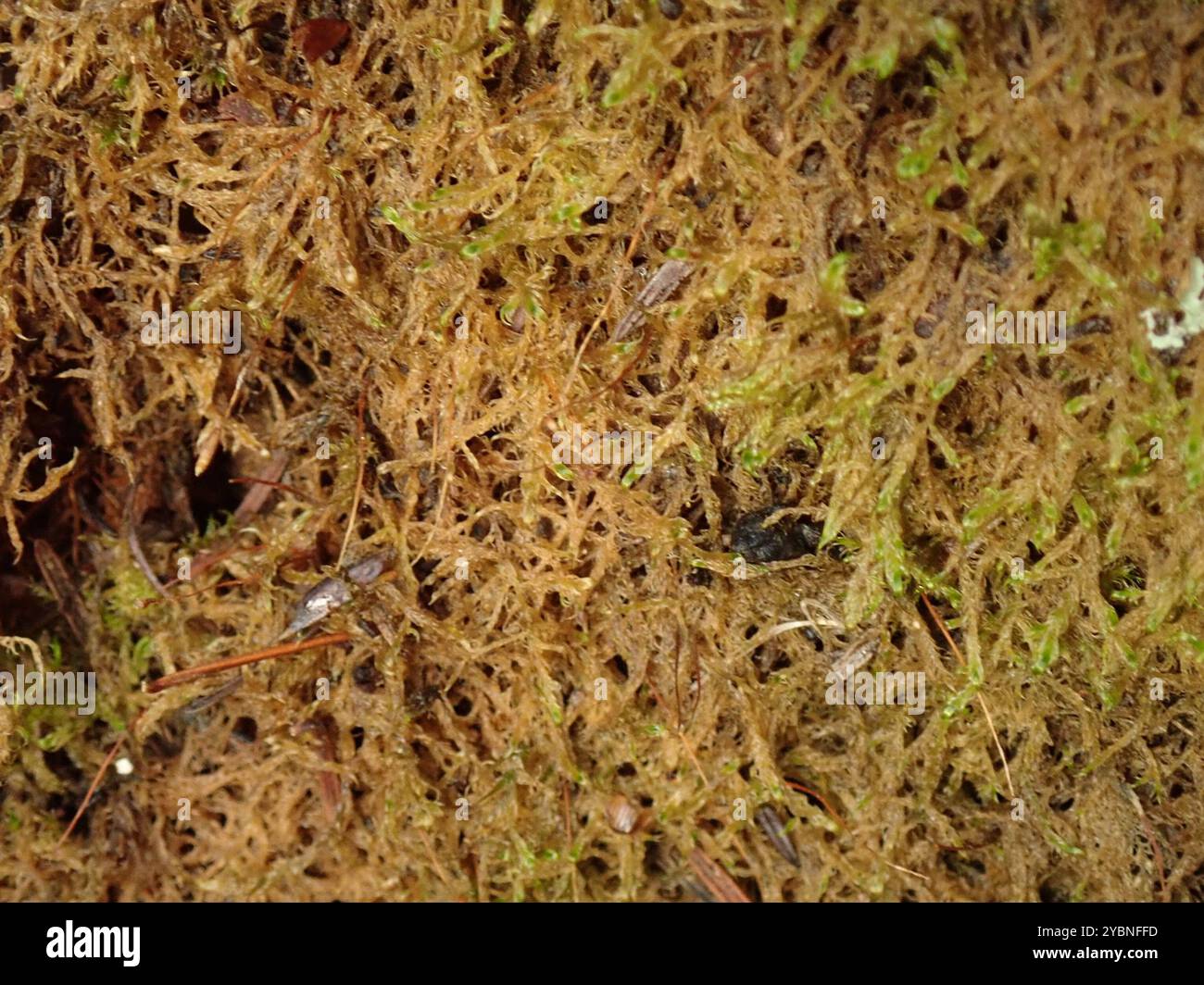 Sickle-leaved Hook-moss (Sanionia uncinata) Plantae Stock Photo - Alamy