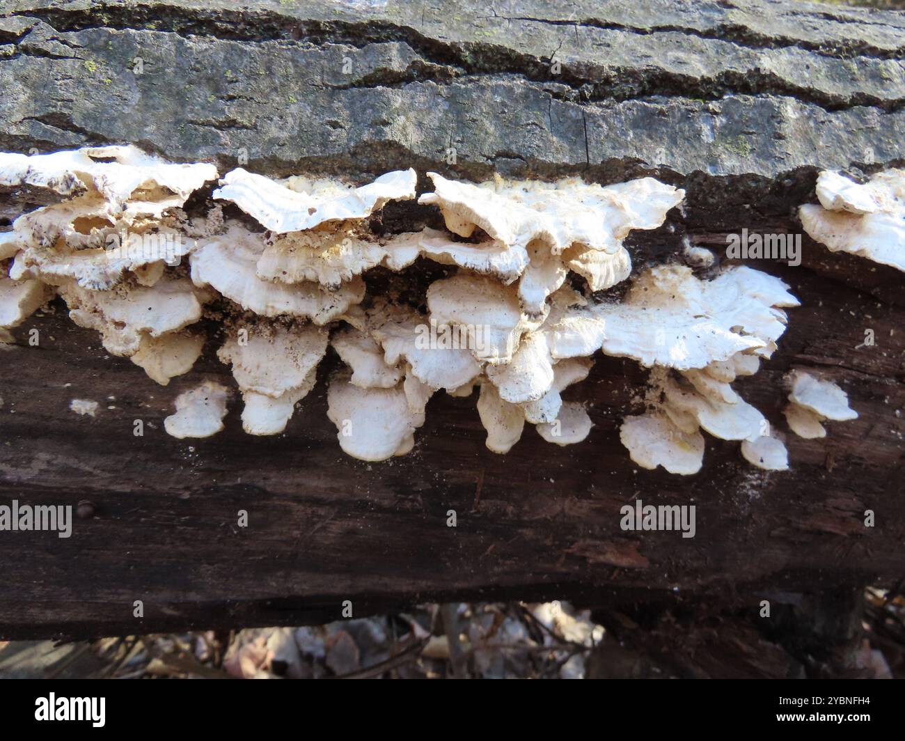 (Trametes pubescens) Fungi Stock Photo - Alamy