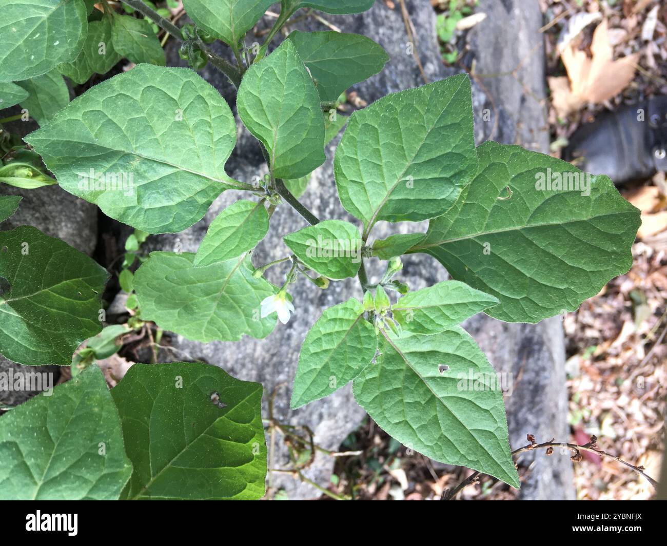 black nightshade (Solanum nigrum) Plantae Stock Photo - Alamy