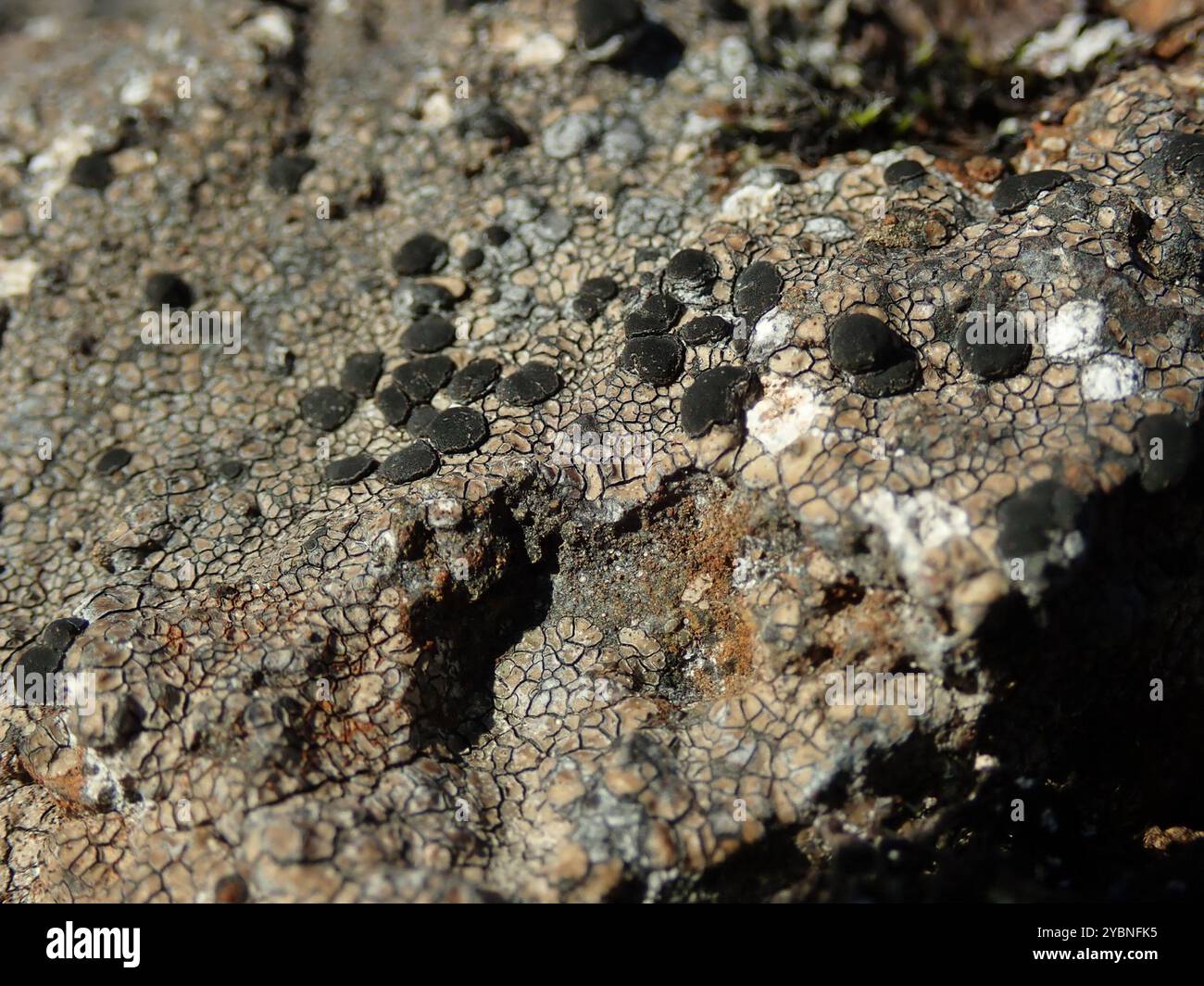 (Lecidea fuscoatra) Fungi Stock Photo - Alamy