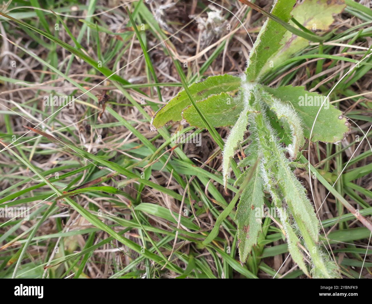 American burnweed (Erechtites hieraciifolius) Plantae Stock Photo - Alamy