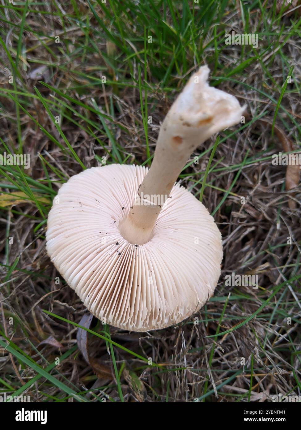 White Dapperling (Leucoagaricus leucothites) Fungi Stock Photo - Alamy