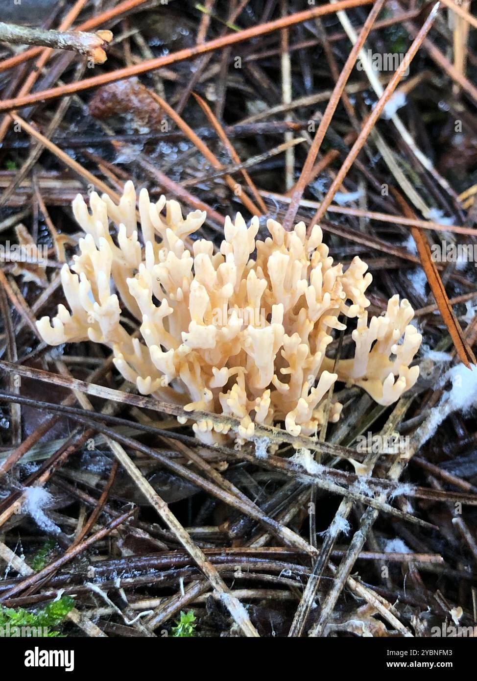 Upright Coral Fungus (Ramaria stricta) Fungi Stock Photo - Alamy